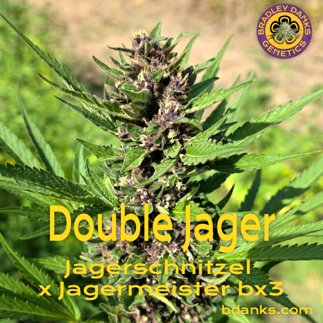 Double Jager Jagerschnitzel x Jagermeister bx3 - Bradley Danks Genetics ...