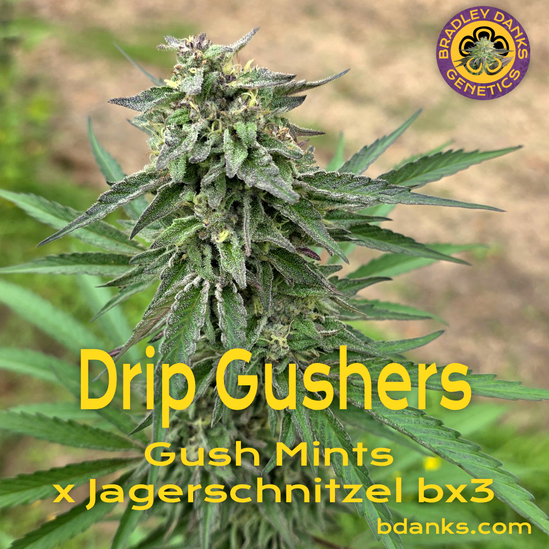 Drip Gushers Gush Mints x Jagerschnitzel bx3 - Bradley Danks Genetics ...