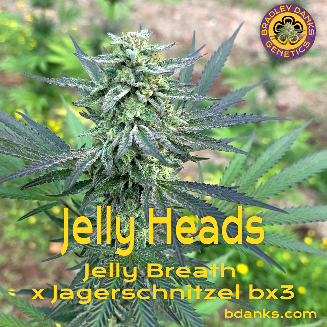 Jelly Heads Jelly Breath x Jagerschnitzel bx3 - Bradley Danks Genetics ...